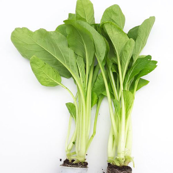 Rau cải ngọt – Dream Garden